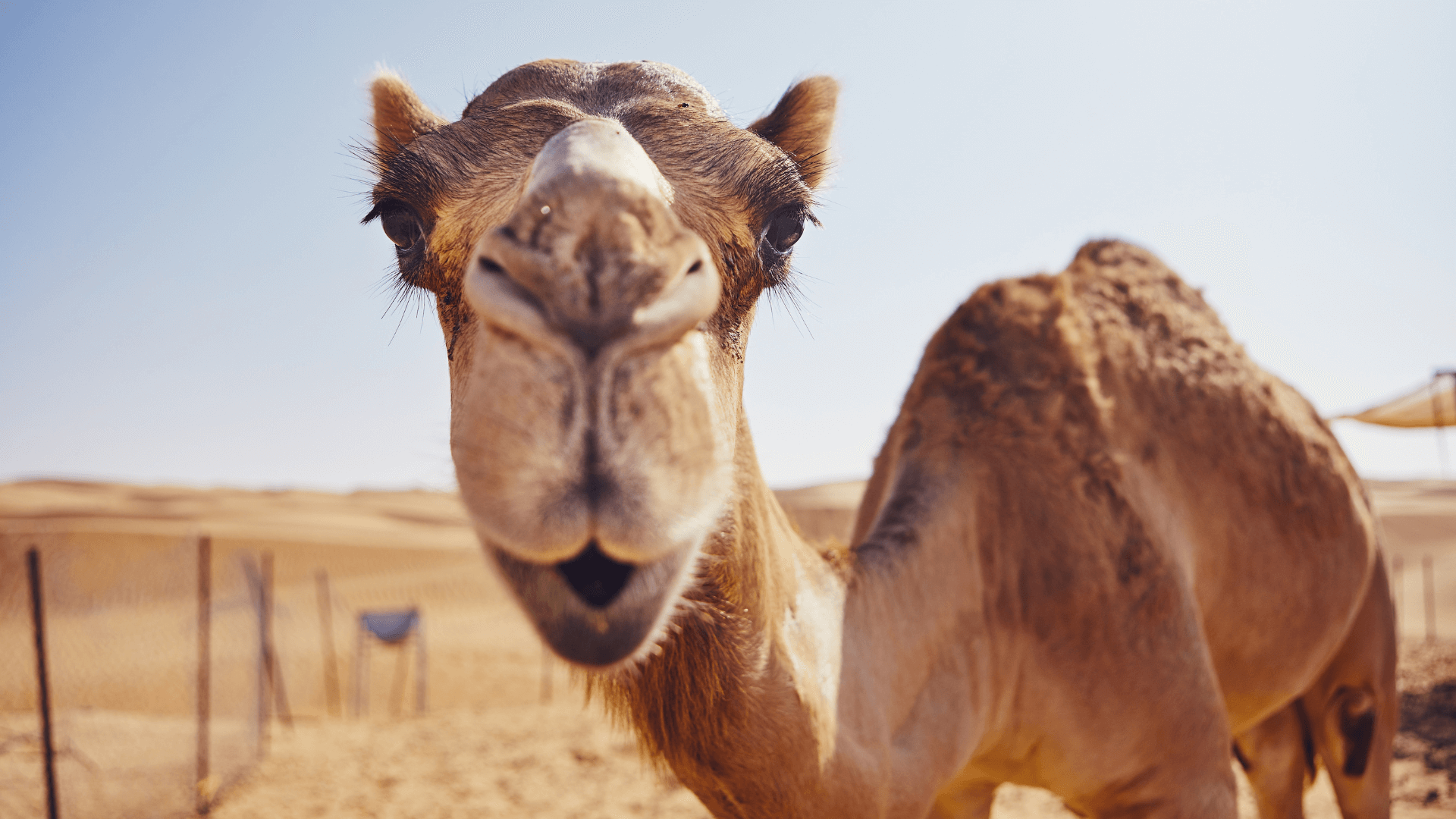 Stop gastroenteritis with camel and llama nano-antibodies