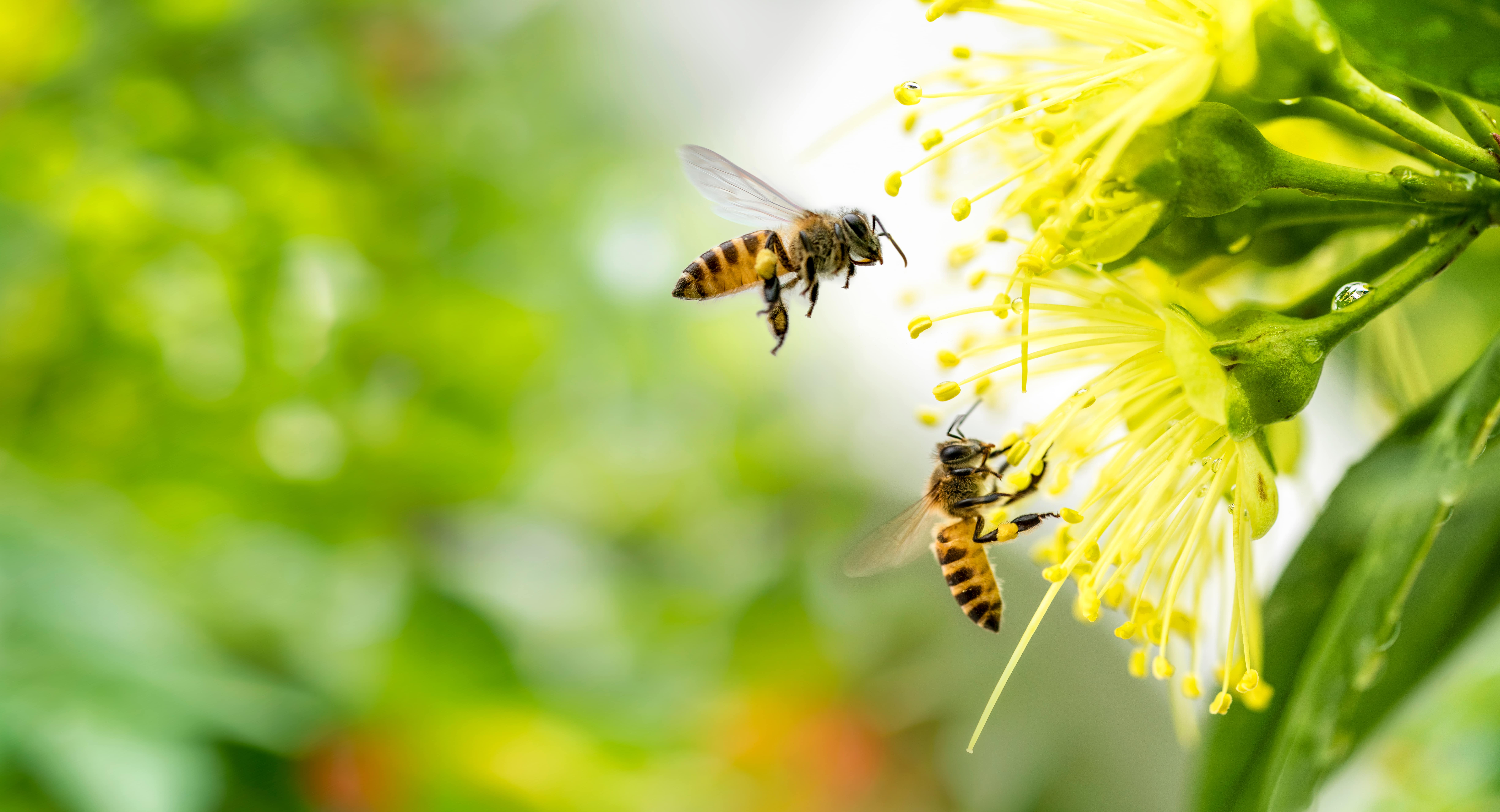 Clouds of electricity? Another surprising discovery about bees.