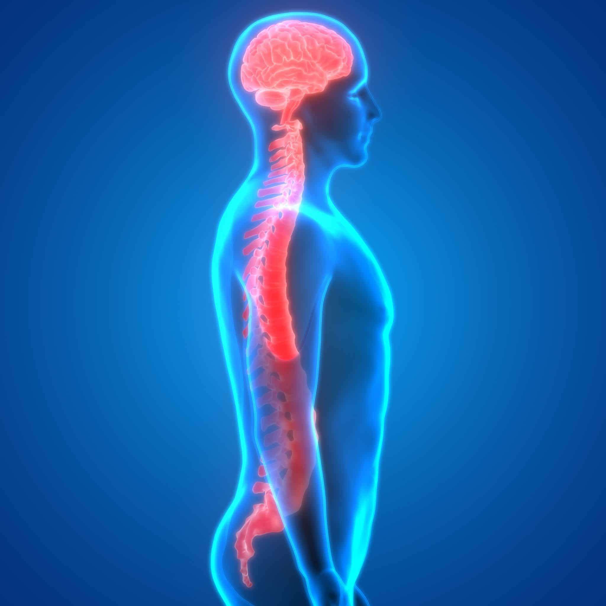 New Strategy For Repairing Spinal Cord Injuries Ibsa Foundation
