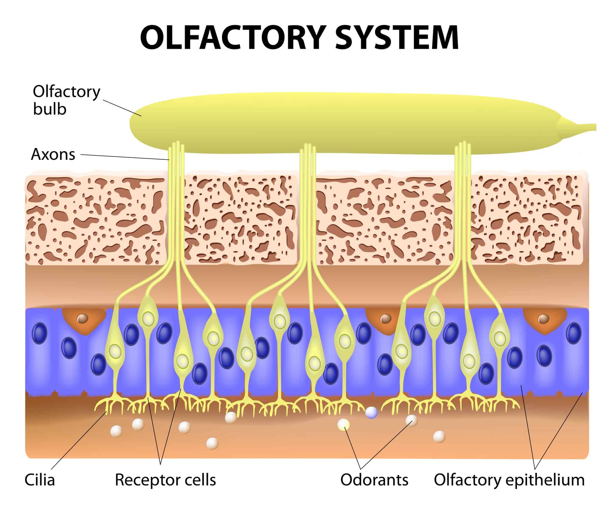 Olfactory Epithelium Diagram