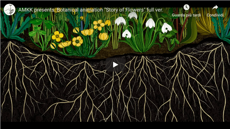 The lifecycle of nature in 4 minutes | IBSA Foundation