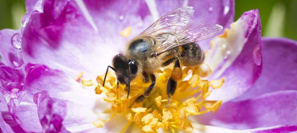 Discovered 27 unknown infecting bees viruses | IBSA Foundation