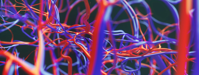 Mapping of blood vessels | IBSA Foundation