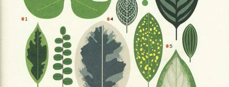 Homo sapiens have to learn from plants | IBSA Foundation